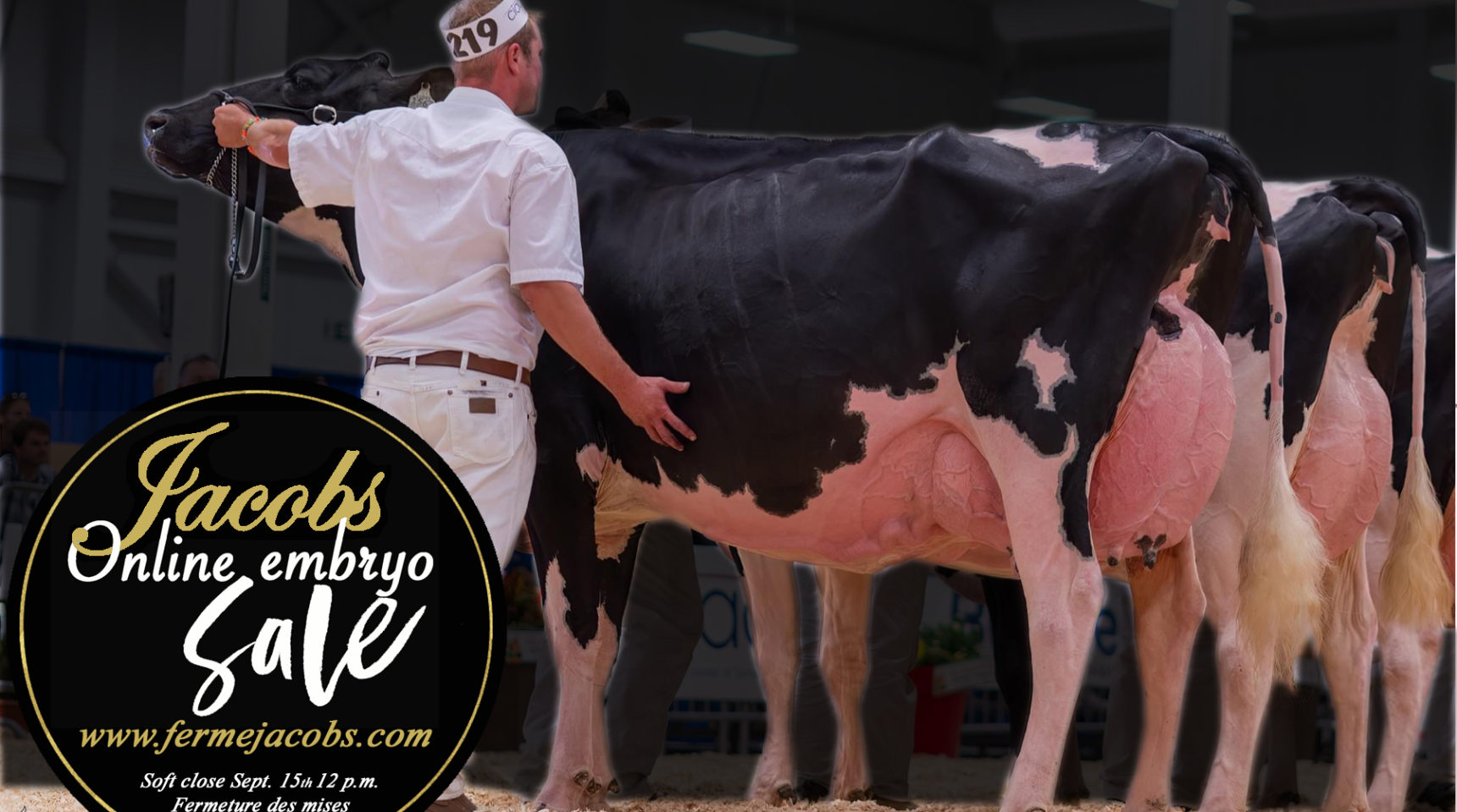 Éleveur de vaches Holstein pour vente d’embryons